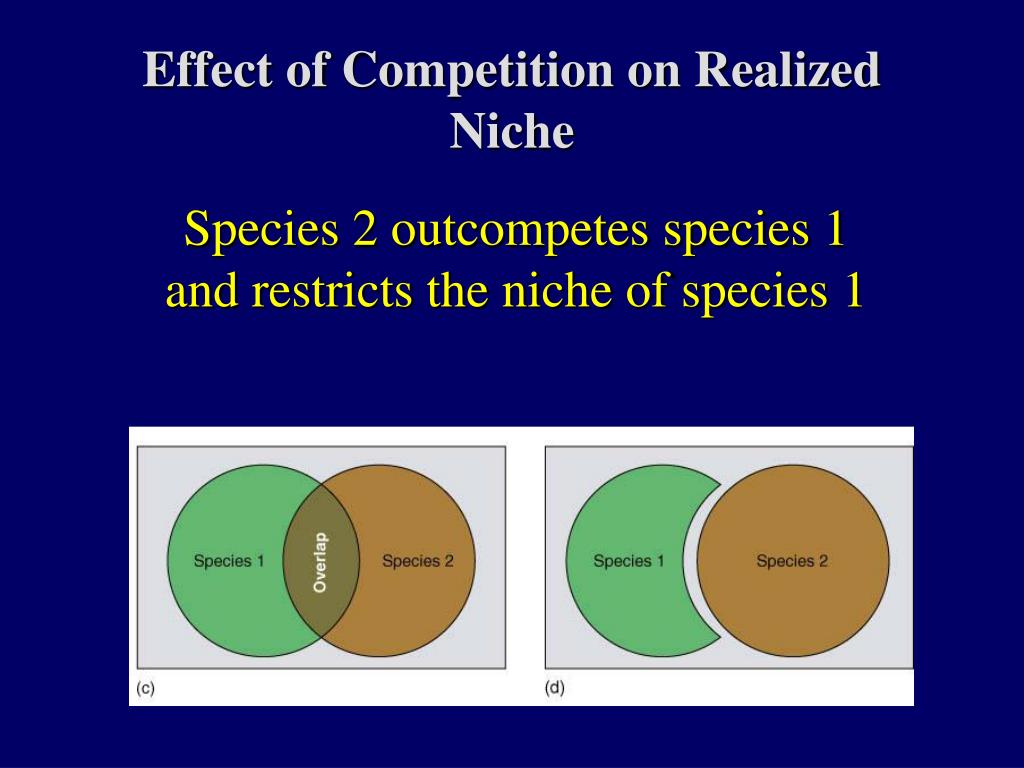 Ppt Species Diversity And Succession Powerpoint Presentation Free