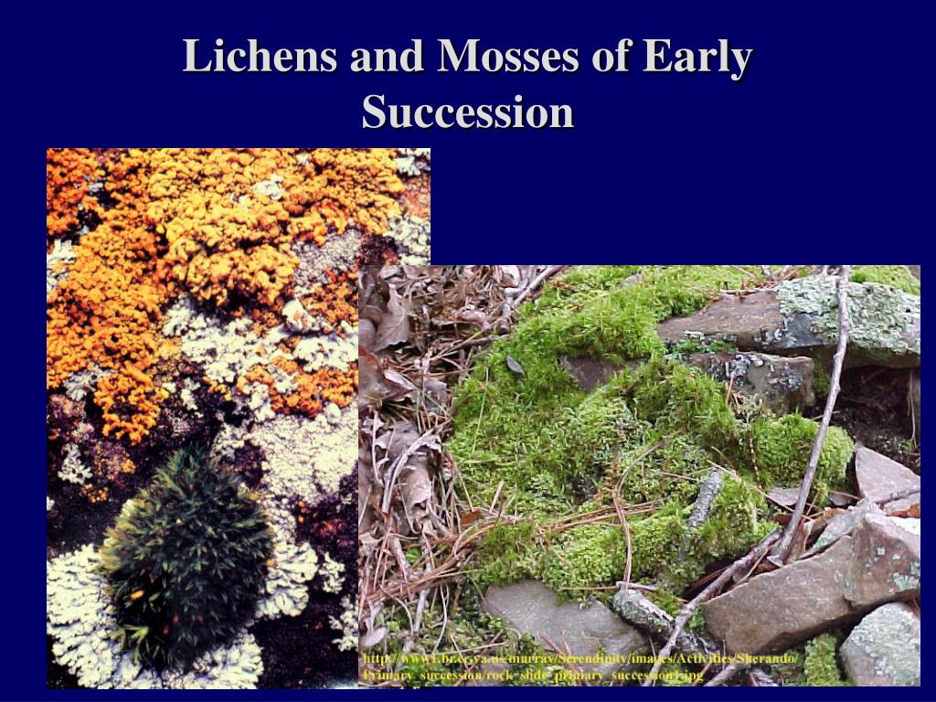 Ppt Species Diversity And Succession Powerpoint Presentation Free