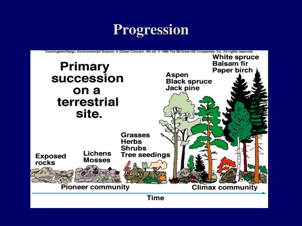 Ppt Species Diversity And Succession Powerpoint Presentation Free