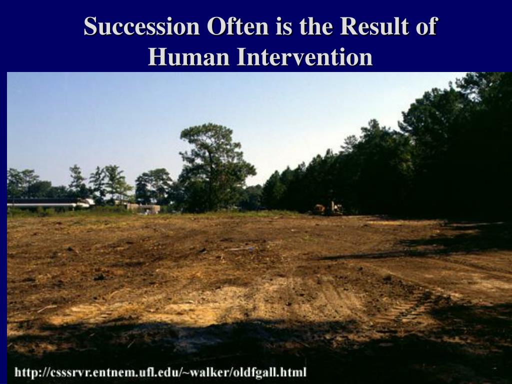 Ppt Species Diversity And Succession Powerpoint Presentation Free