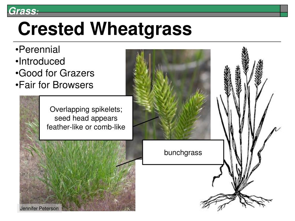 PPT - Major Rangeland Plants of Idaho: Grasses PowerPoint Presentation ...