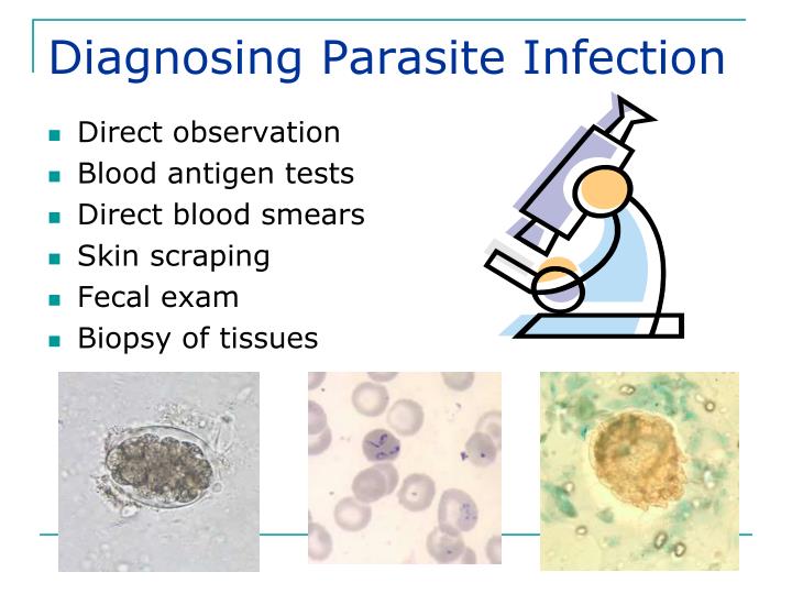 PPT - Parasites PEER Program College of Veterinary Medicine and ...