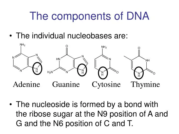 PPT - The components of DNA PowerPoint Presentation, free download - ID ...