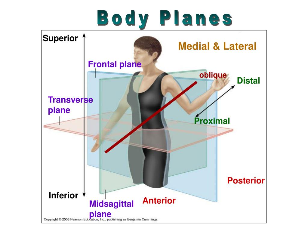 Planes Of The Body Planes Of The Body
