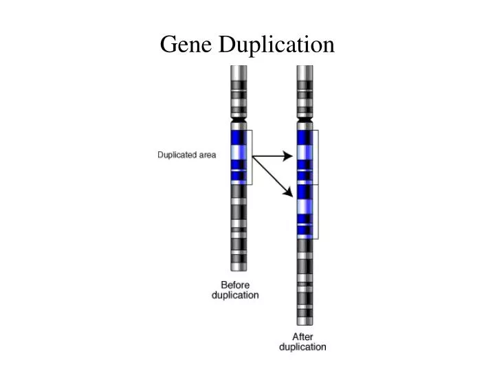 PPT - Gene Duplication PowerPoint Presentation, free download - ID:641837