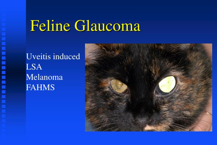 PPT - Glaucoma PowerPoint Presentation - ID:6422
