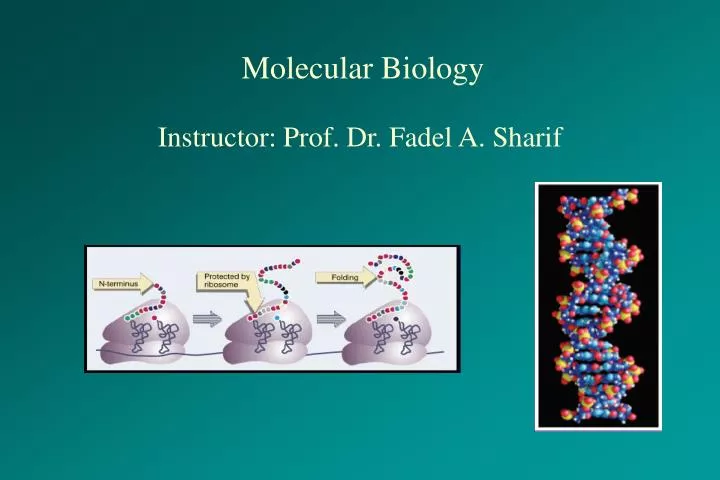 PPT - Molecular Biology PowerPoint Presentation, free download - ID:642837