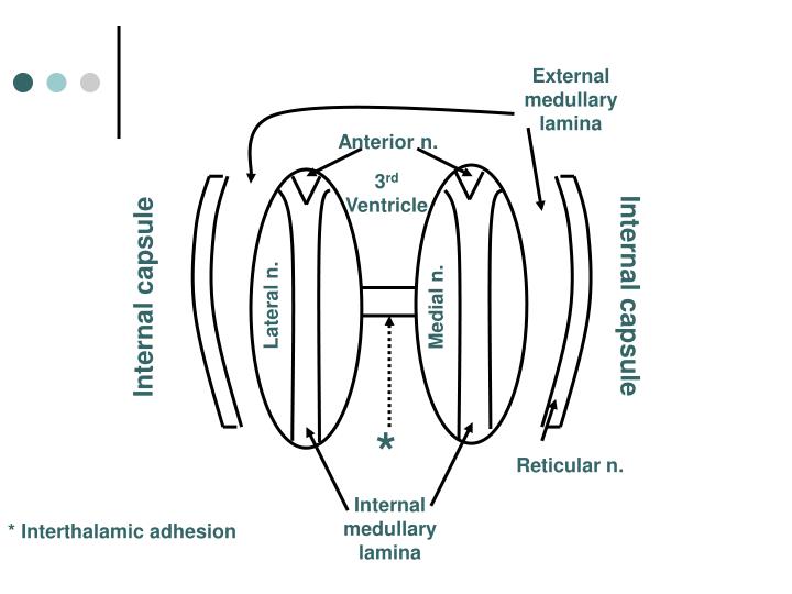 PPT - Dorsal “Thalamus” PowerPoint Presentation - ID:643014