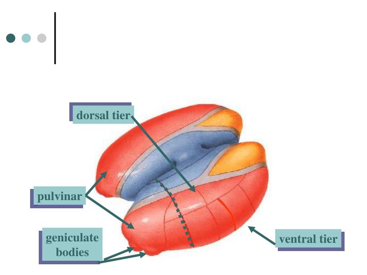 PPT - Dorsal “Thalamus” PowerPoint Presentation - ID:643014