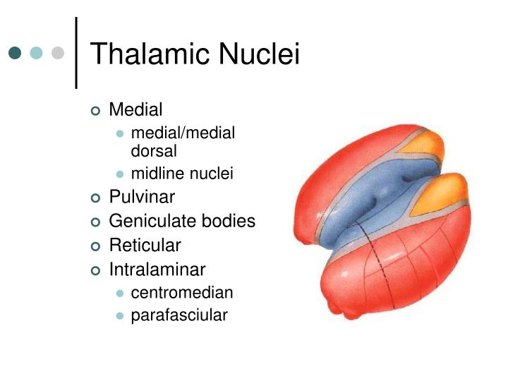 PPT - Dorsal “Thalamus” PowerPoint Presentation - ID:643014