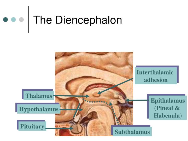 PPT - Dorsal “Thalamus” PowerPoint Presentation - ID:643014