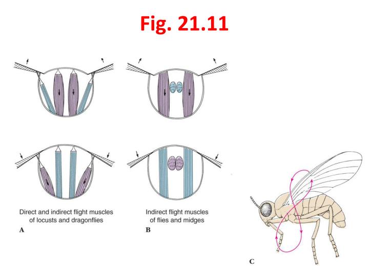 PPT - Subphylum Hexapoda – Characteristics and Taxonomy PowerPoint ...