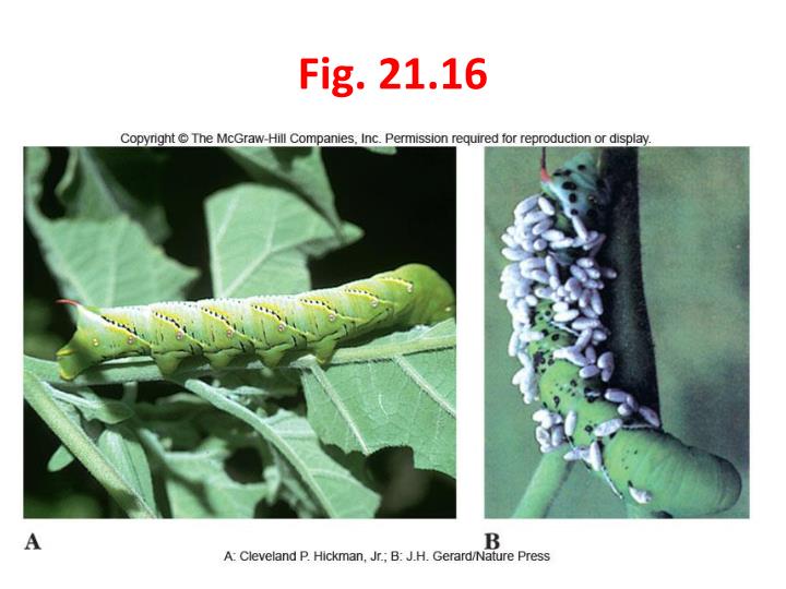 PPT - Subphylum Hexapoda – Characteristics and Taxonomy PowerPoint ...