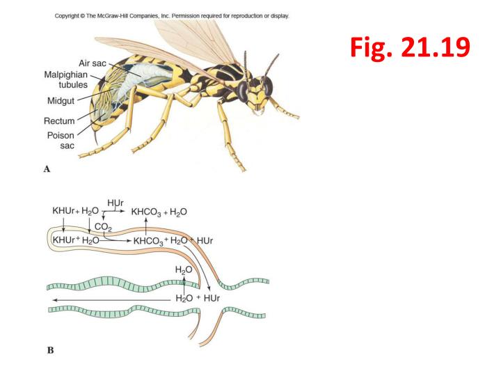 PPT - Subphylum Hexapoda – Characteristics and Taxonomy PowerPoint ...