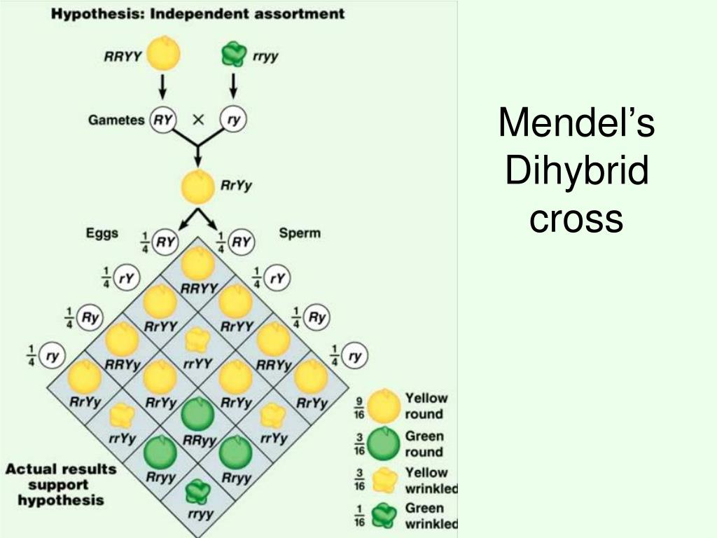 Dihybrid Cross Mendel S Experiment Traits Alleles - vrogue.co Dihybrid Cross Mendel S Experiment Traits Alleles - vrogue.co