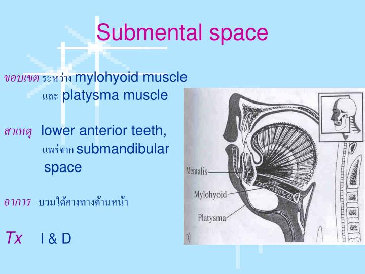 PPT - Fascial space infection PowerPoint Presentation - ID:644771
