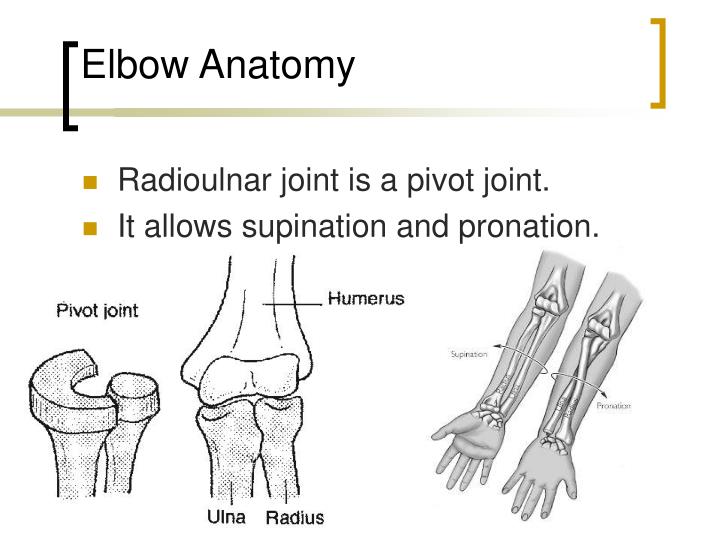 PPT - Elbow Joint PowerPoint Presentation - ID:645385