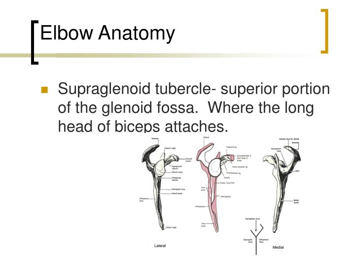 PPT - Elbow Joint PowerPoint Presentation - ID:645385