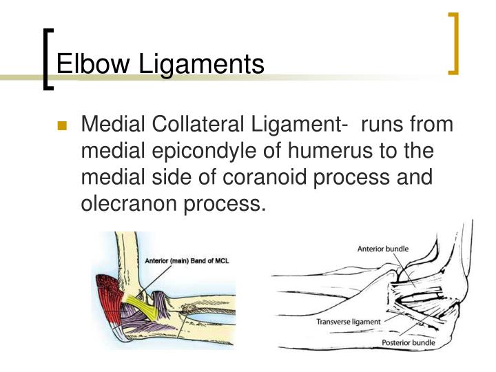 PPT - Elbow Joint PowerPoint Presentation - ID:645385