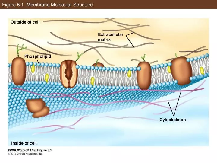 PPT - Figure 5.1 Membrane Molecular Structure PowerPoint Presentation ...