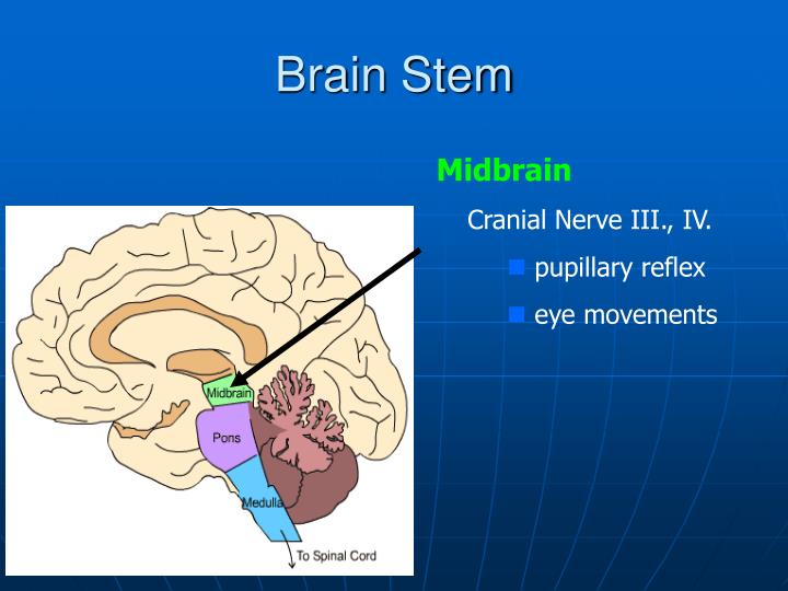 PPT - Gross anatomy and development of the brain stem and cerebellum ...