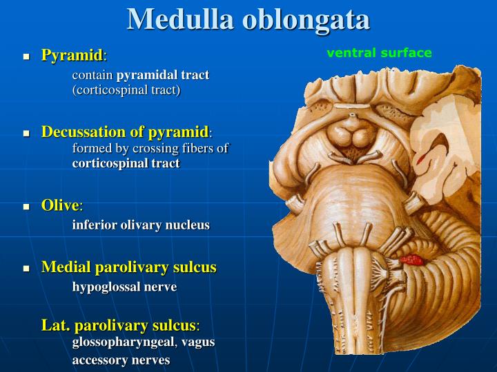 PPT - Gross anatomy and development of the brain stem and cerebellum ...