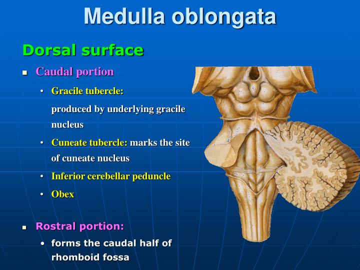 PPT - Gross anatomy and development of the brain stem and cerebellum ...