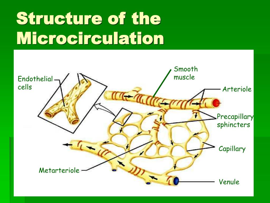 Ppt The Microcirculation Main Concepts Powerpoint Presentation Free