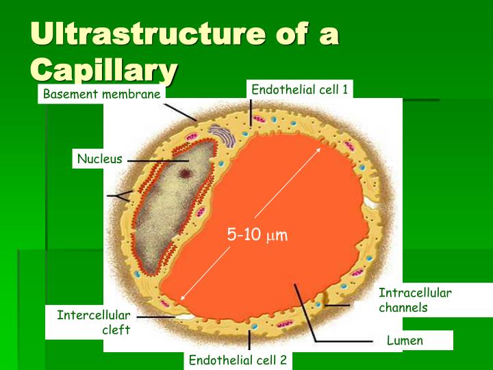 PPT - THE MICROCIRCULATION. MAIN CONCEPTS PowerPoint Presentation - ID ...