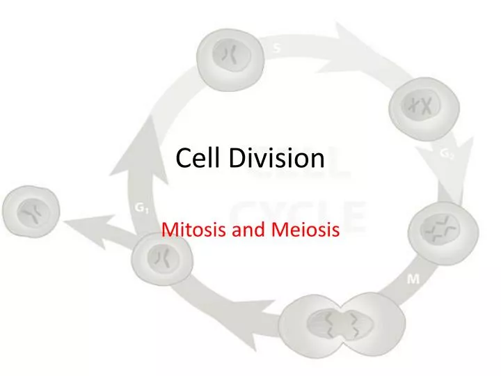 PPT - Cell Division PowerPoint Presentation, free download - ID:649500