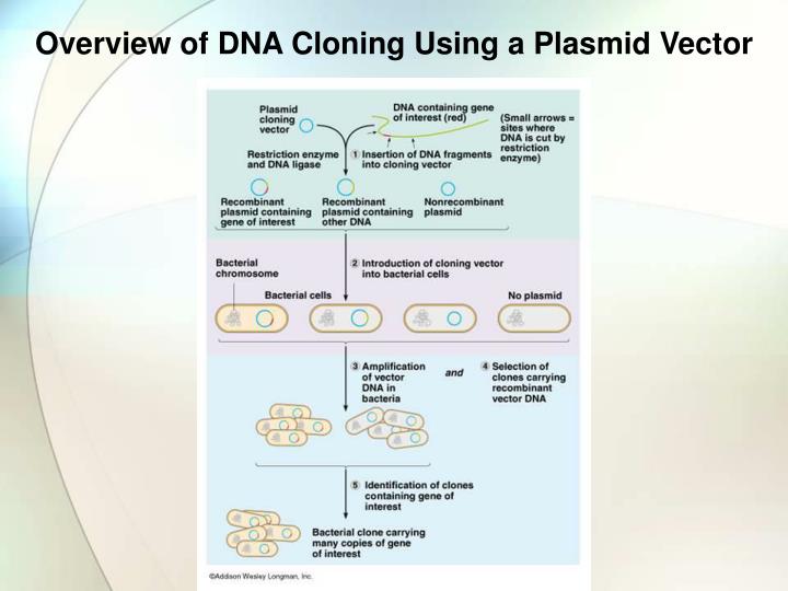 PPT - Analysis of Gene Expression of Arabidopsis using RT-PCR and DNA ...