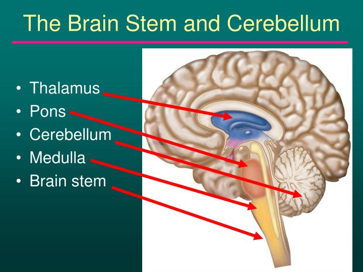 PPT - Biopsychology PowerPoint Presentation - ID:649860