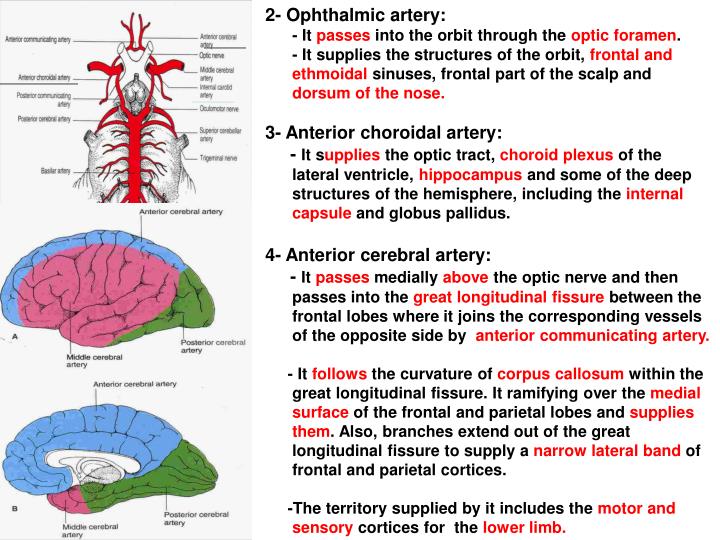 PPT - Blood Supply of the Brain 1- Internal carotid arteries PowerPoint ...