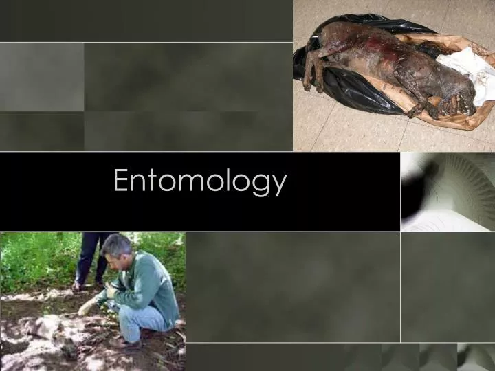 PPT - Entomology PowerPoint Presentation, free download - ID:650462