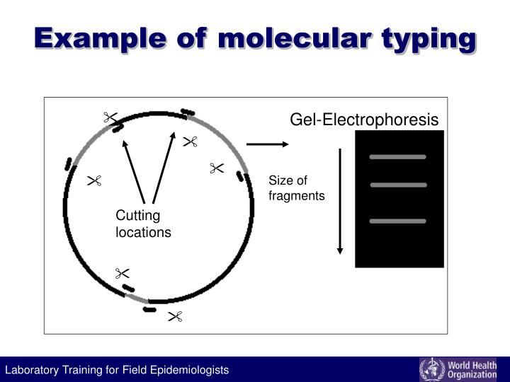 PPT - Typing methods for bacteria PowerPoint Presentation - ID:650594