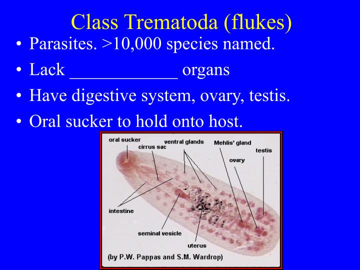 PPT - Kingdom Animalia PowerPoint Presentation - ID:650605