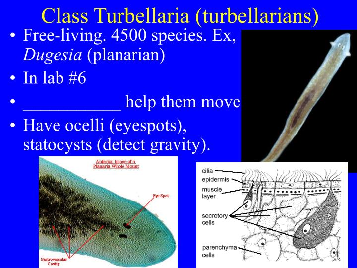 PPT - Kingdom Animalia PowerPoint Presentation - ID:650605