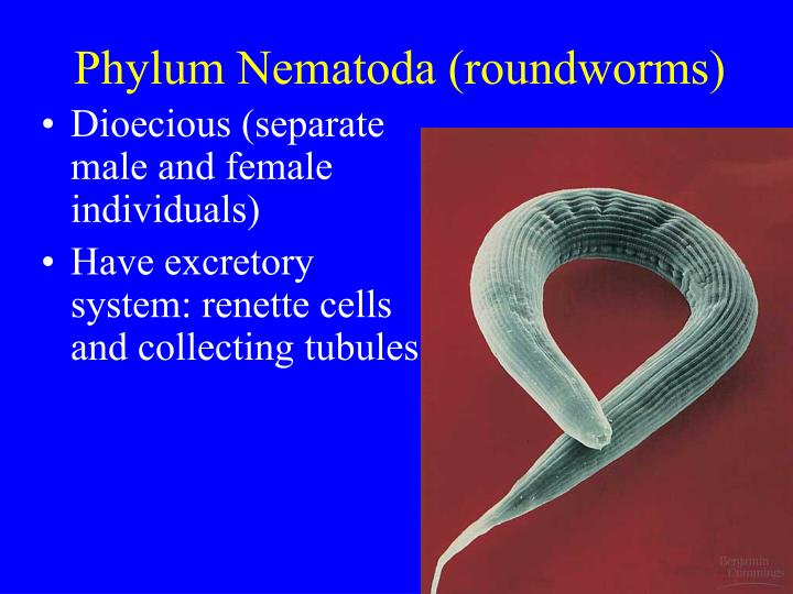 PPT - Kingdom Animalia PowerPoint Presentation - ID:650605