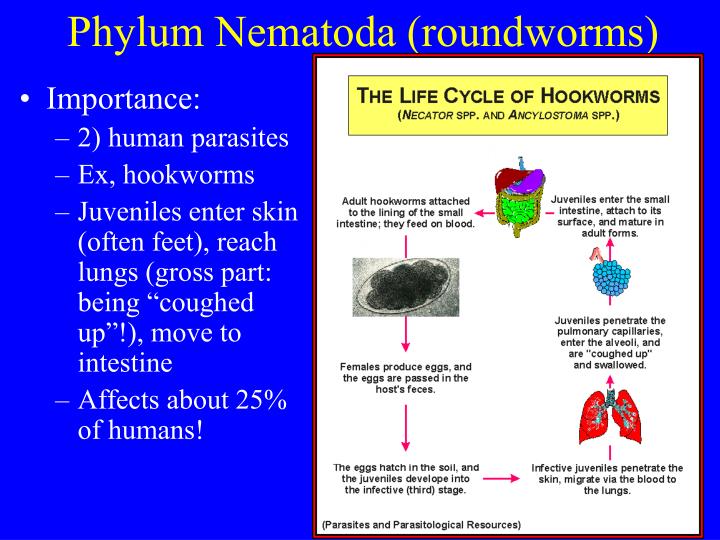 PPT - Kingdom Animalia PowerPoint Presentation - ID:650605