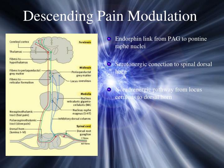 PPT - Diagnosis and Management of Craniofacial Pain PowerPoint ...