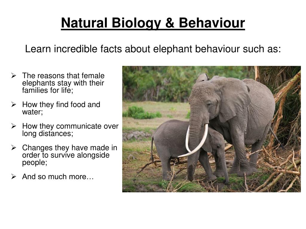 PPT - The Most Engaging Elephant Experience Outside of Africa or Asia ...
