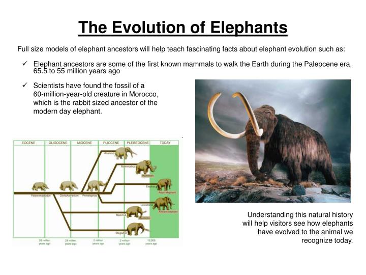 PPT - The Most Engaging Elephant Experience Outside of Africa or Asia ...