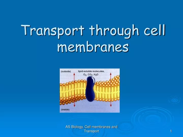 PPT - Transport through cell membranes PowerPoint Presentation, free ...