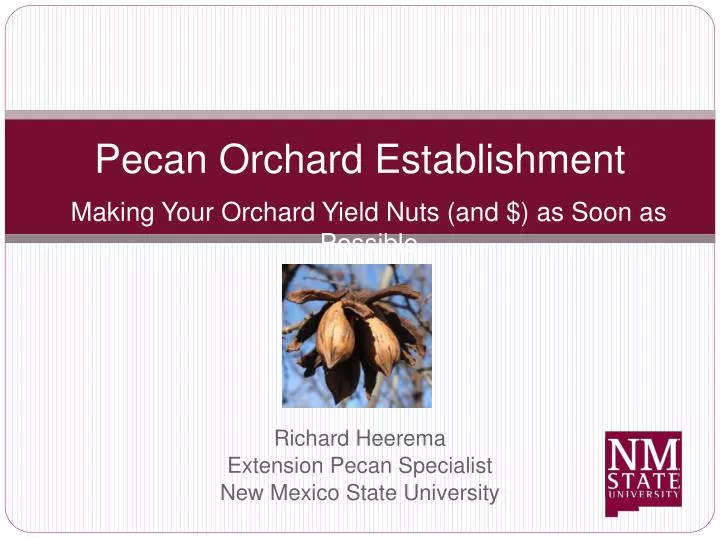 PPT - Pecan Orchard Establishment PowerPoint Presentation, free ...
