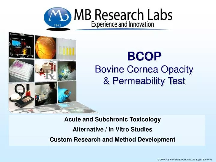 PPT - BCOP Bovine Cornea Opacity & Permeability Test PowerPoint ...