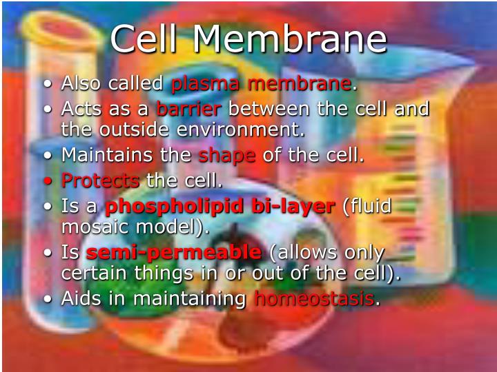 PPT - Cell Structure and Function Chapter 5 PowerPoint Presentation - ID:653262