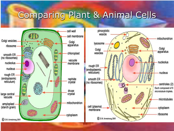 PPT - Cell Structure and Function Chapter 5 PowerPoint Presentation - ID:653262