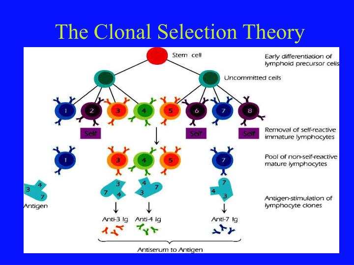 PPT - Immunology Overview PowerPoint Presentation - ID:655228