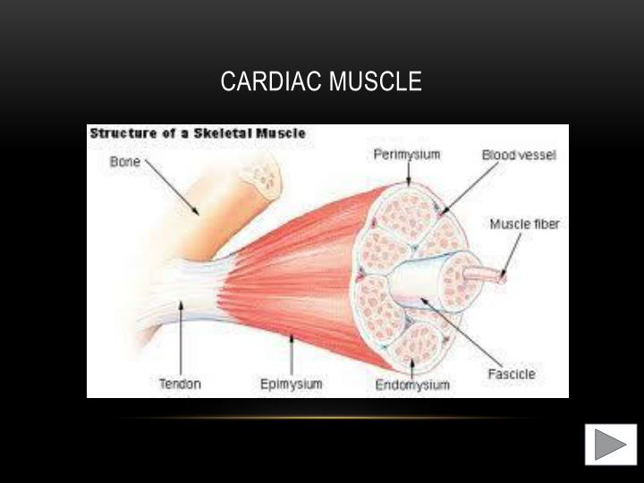 PPT - How Do Body Systems Work Together PowerPoint Presentation - ID:656525