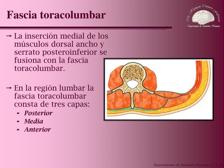PPT - UNIDAD 2. Dorso PowerPoint Presentation - ID:656835